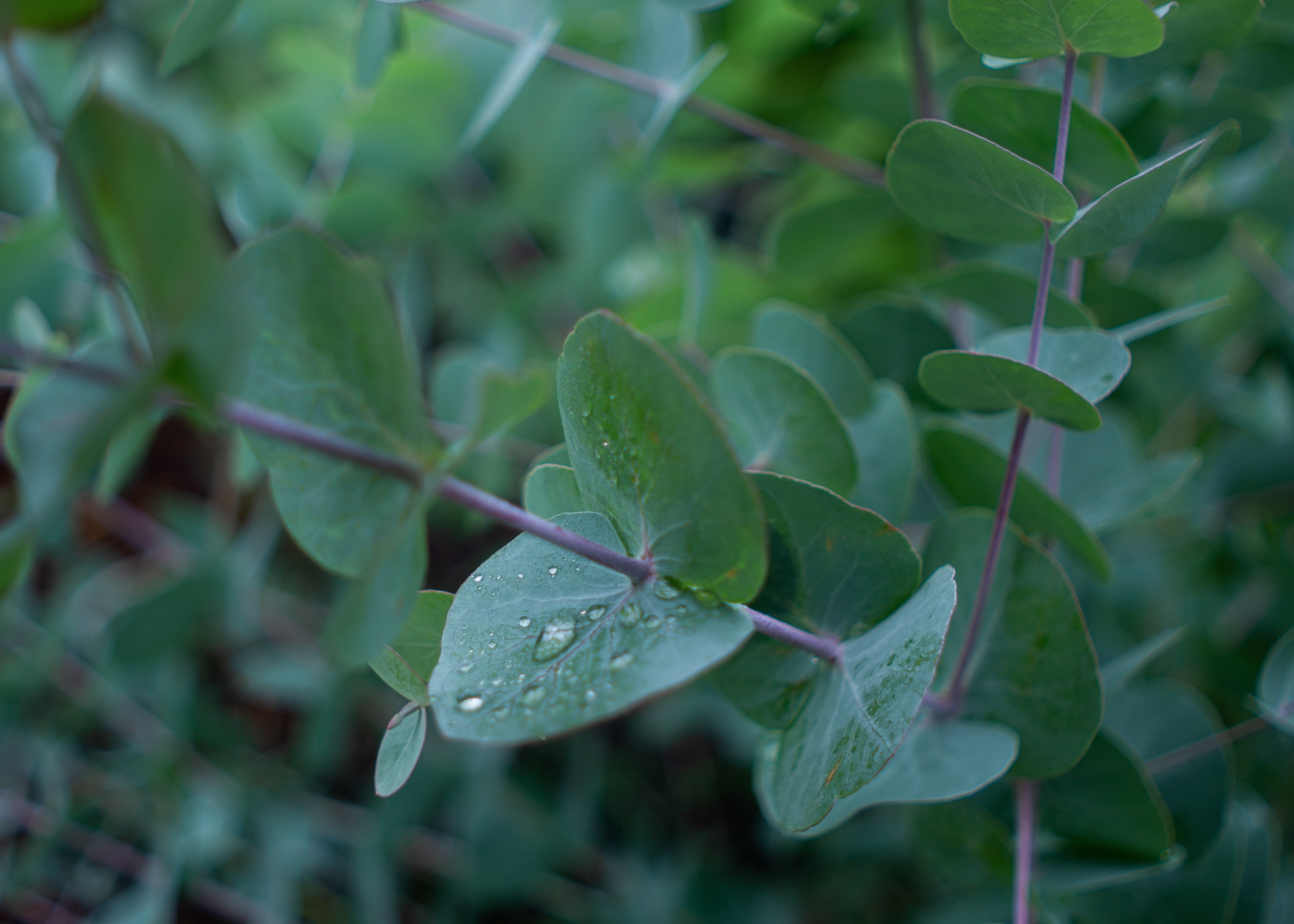 Eucalyptus – Wild Emery